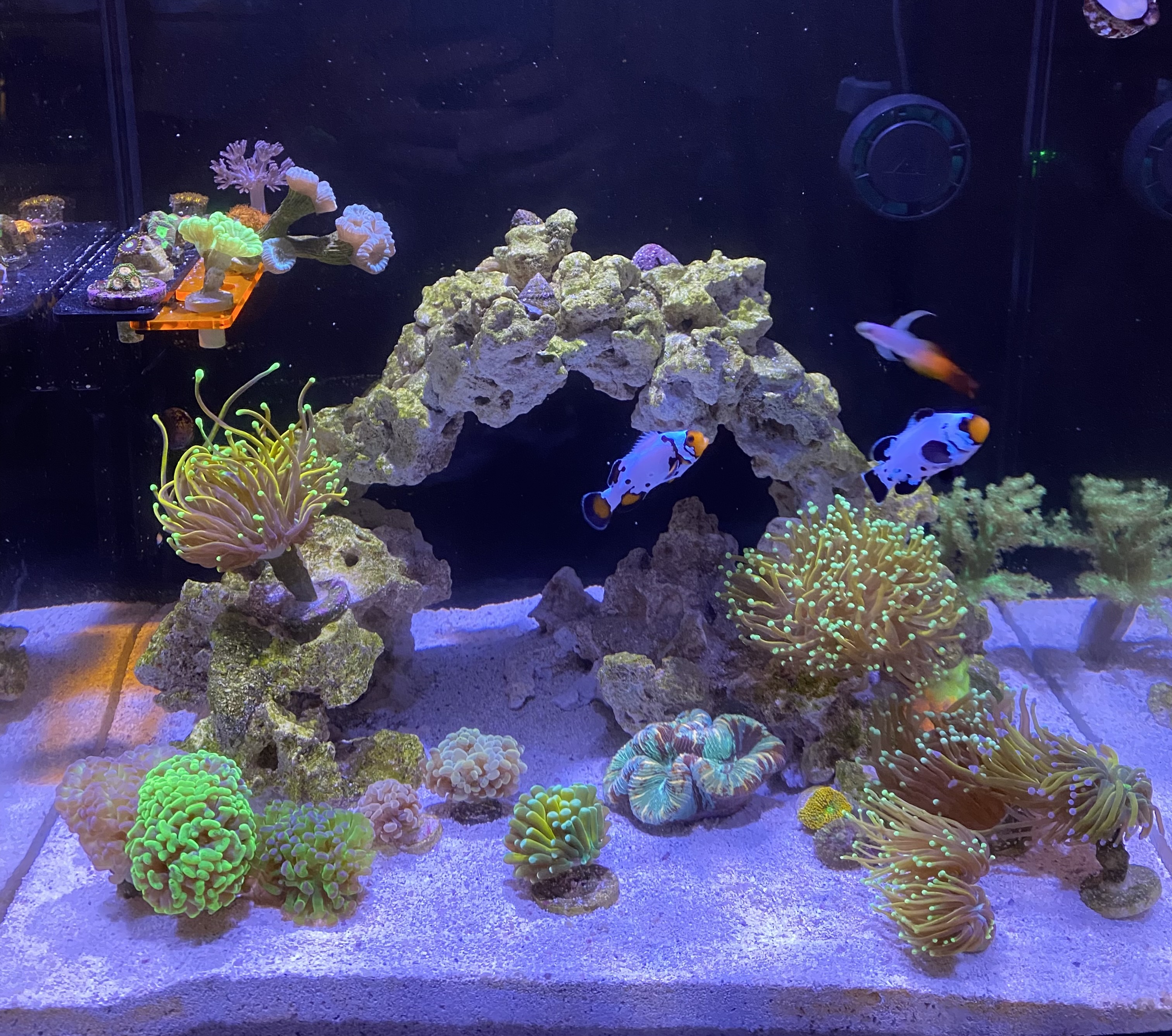 Wolf Reefs